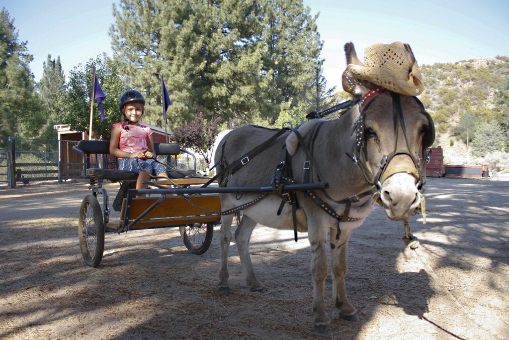 Equine | Pathfinder Ranch